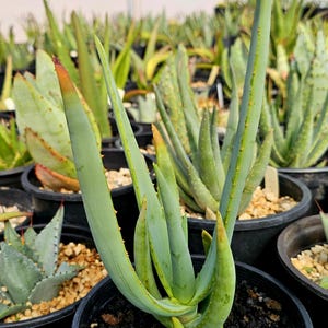 1g Aloe Castanea, Aka Cat's Tail Aloe. Gorgeous Tree Aloes of South ...