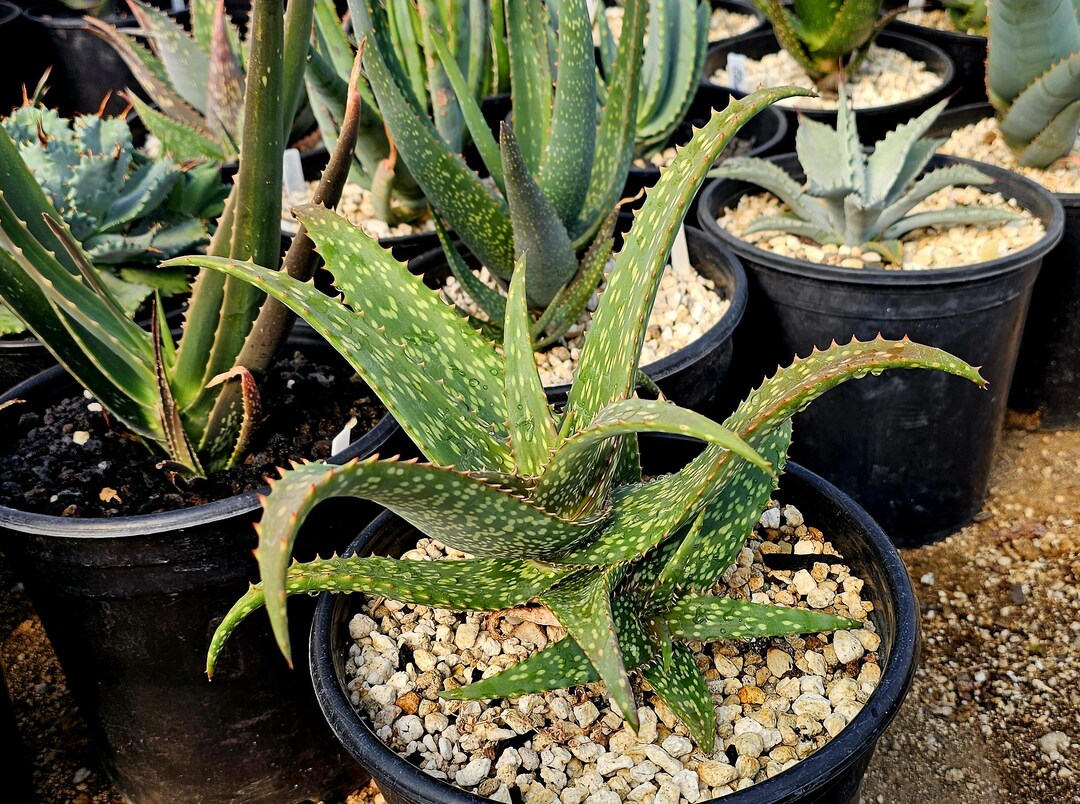 2g Aloe Peckii X Aloe Labworana Subsp Longifolia. Gorgeous Foliage ...