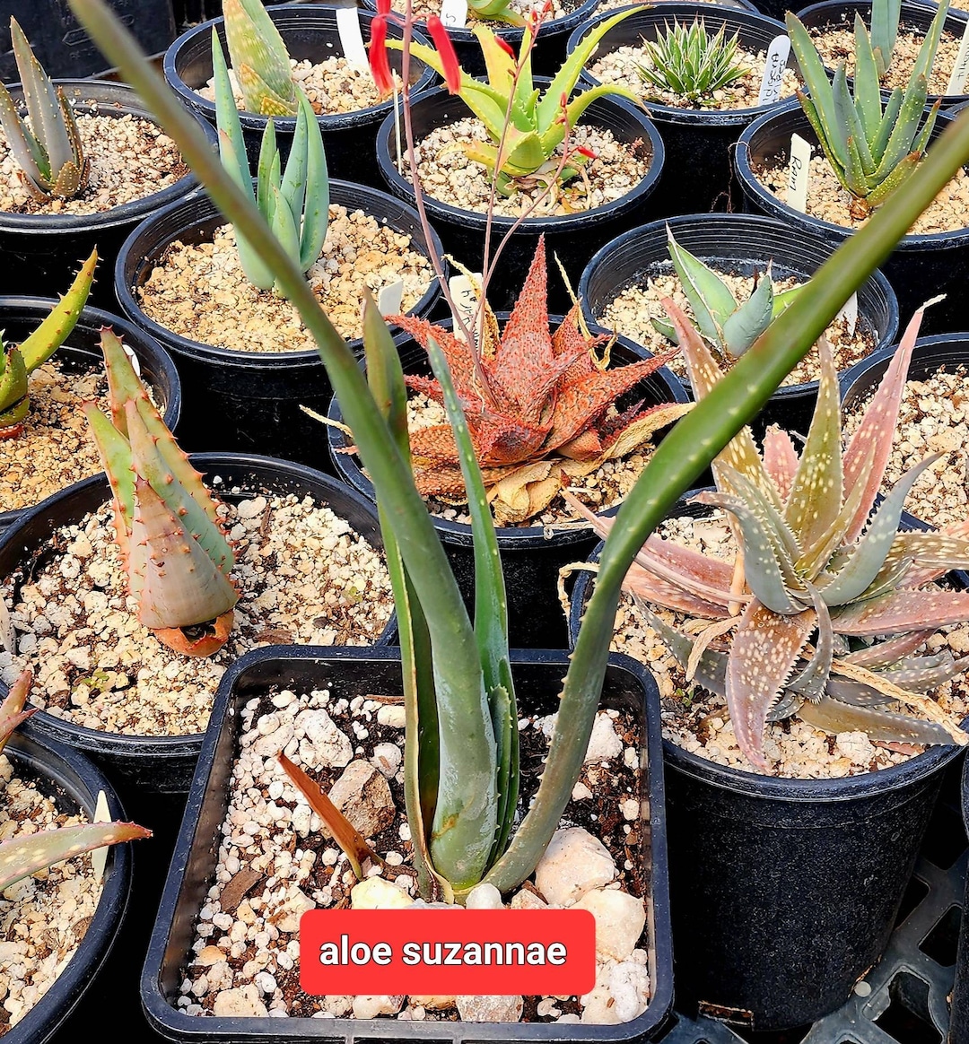 1g Aloe Suzannae, Malagasy Tree Aloes Are Rarely Seen in Cultivation ...
