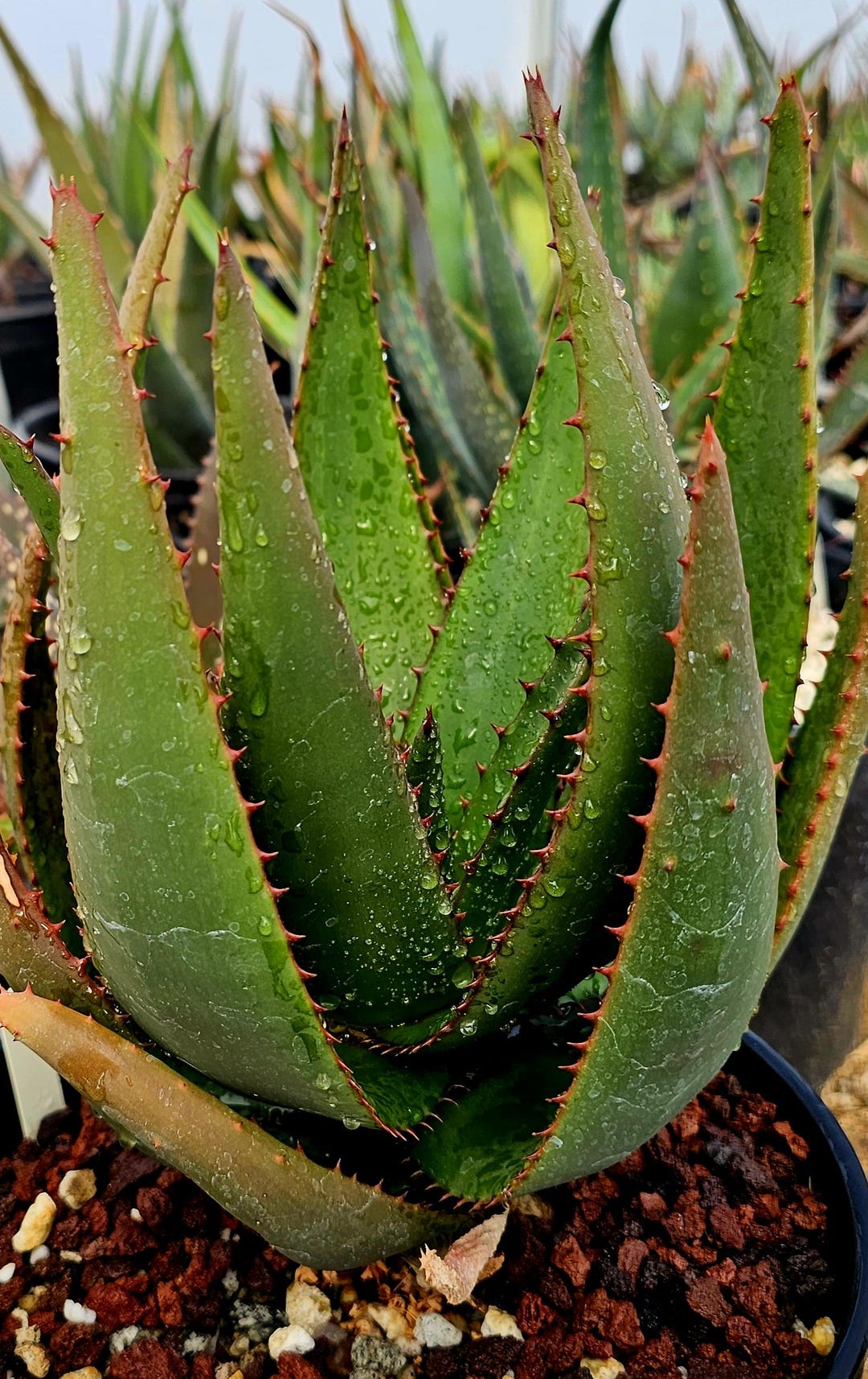 Unique 2g Aloe Aculeata Green Form Hybrid. Outrageous Colors and Red ...