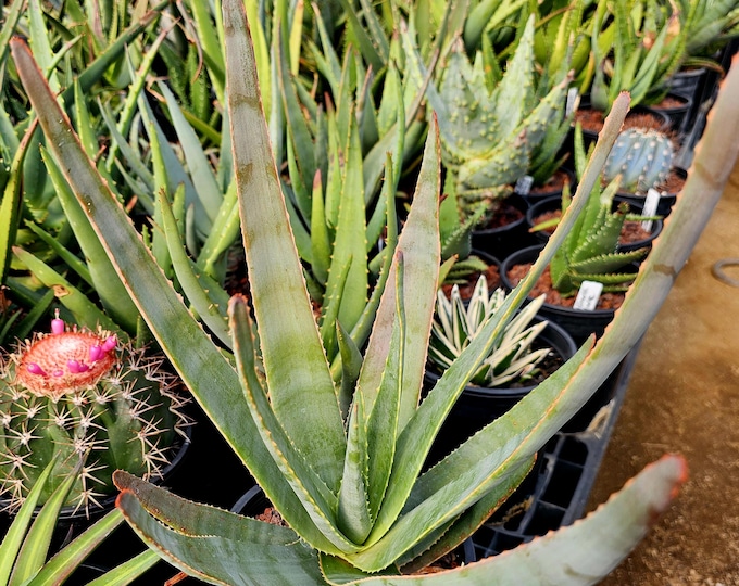 Aloe 'oik' 4" Full, Multi-plant Pot | Live Rare Indoor Outdoor ...