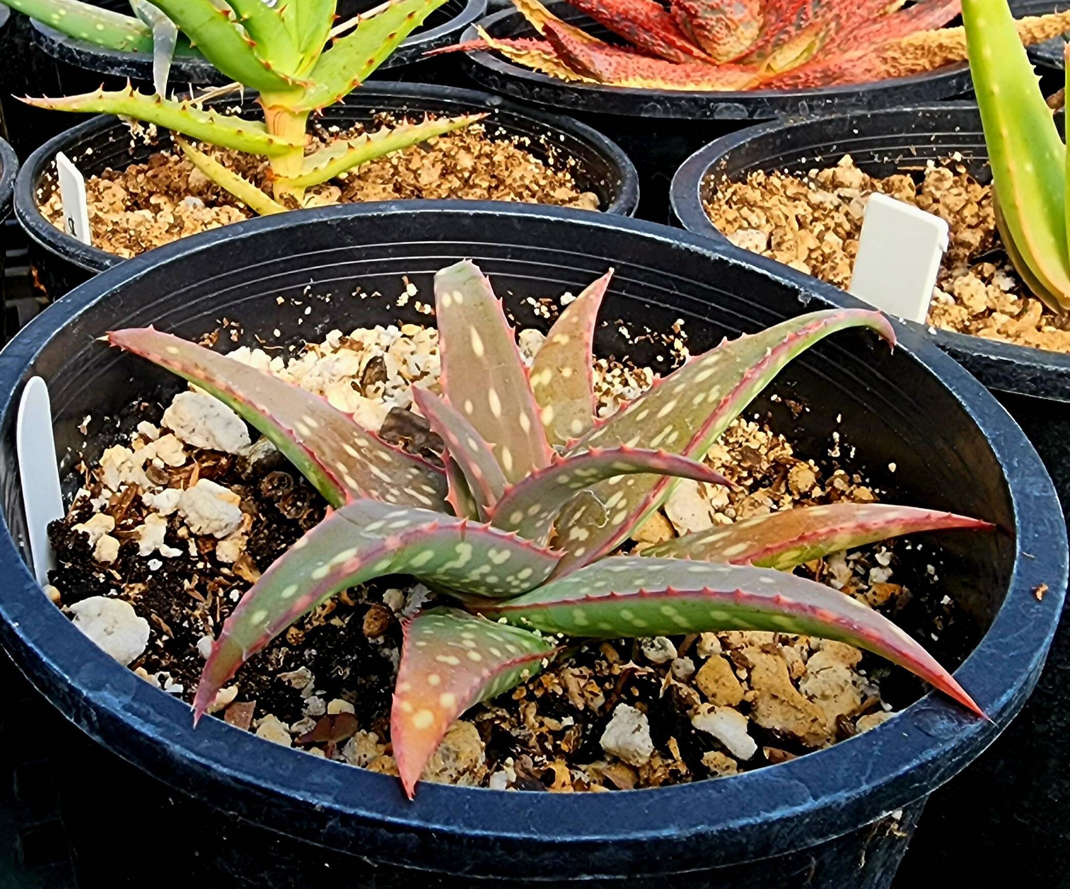 1g Aloe Sinkatana These Are Small Stemless Aloes That Get - Etsy