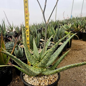Specimen 5g Aloe Esculenta,rarely Seen Aloe of Angola. Gorgeous ...