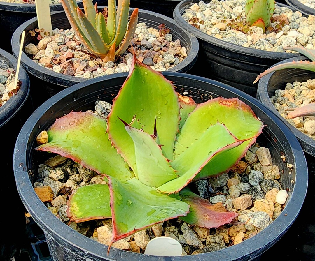 1g Agave Cupreata,aka Dwarf Cowhorn Agave.these Are Absolutely ...