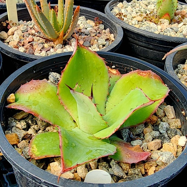 Dwarf Agave Plants - Etsy