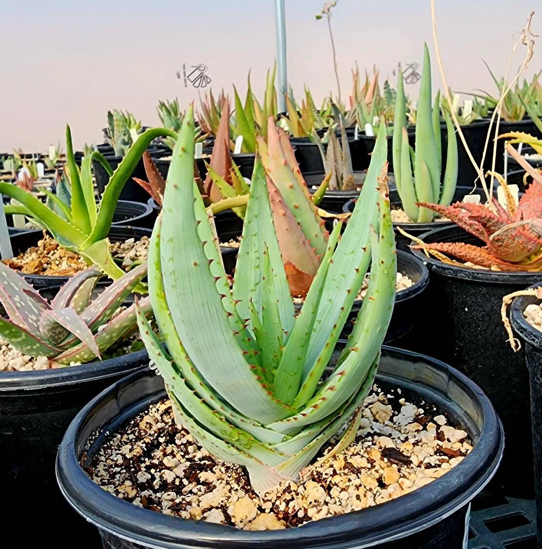 Rareunique 1g Aloe Comosa X Aloe Glauca Wild Hybrid. Seeds - Etsy