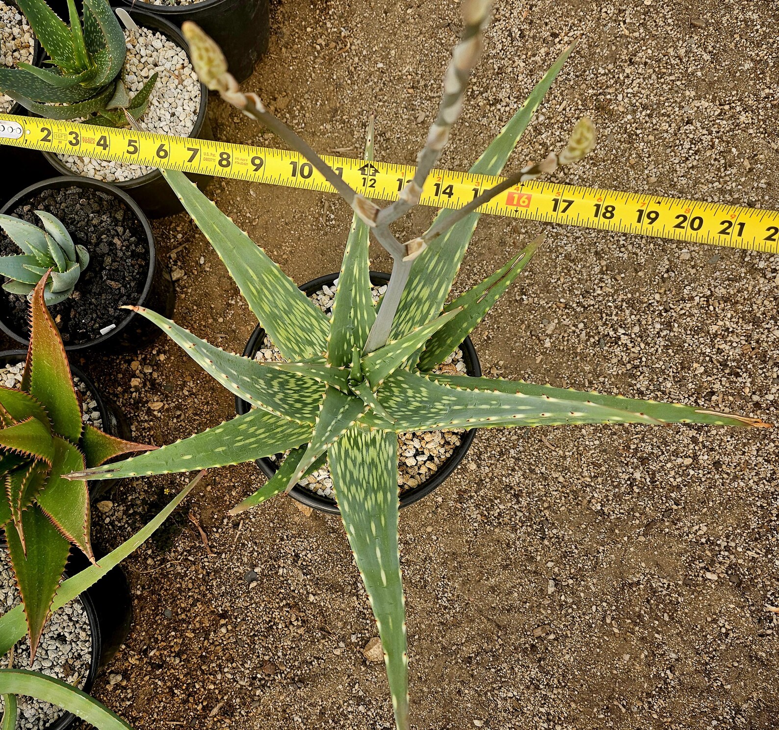 Specimen 5g Aloe Esculenta, Rare Angola Succulent, Spotted Foliage ...