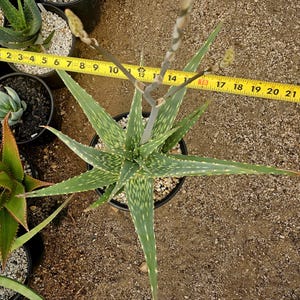 Specimen 5g Aloe Esculenta,rarely Seen Aloe of Angola. Gorgeous ...