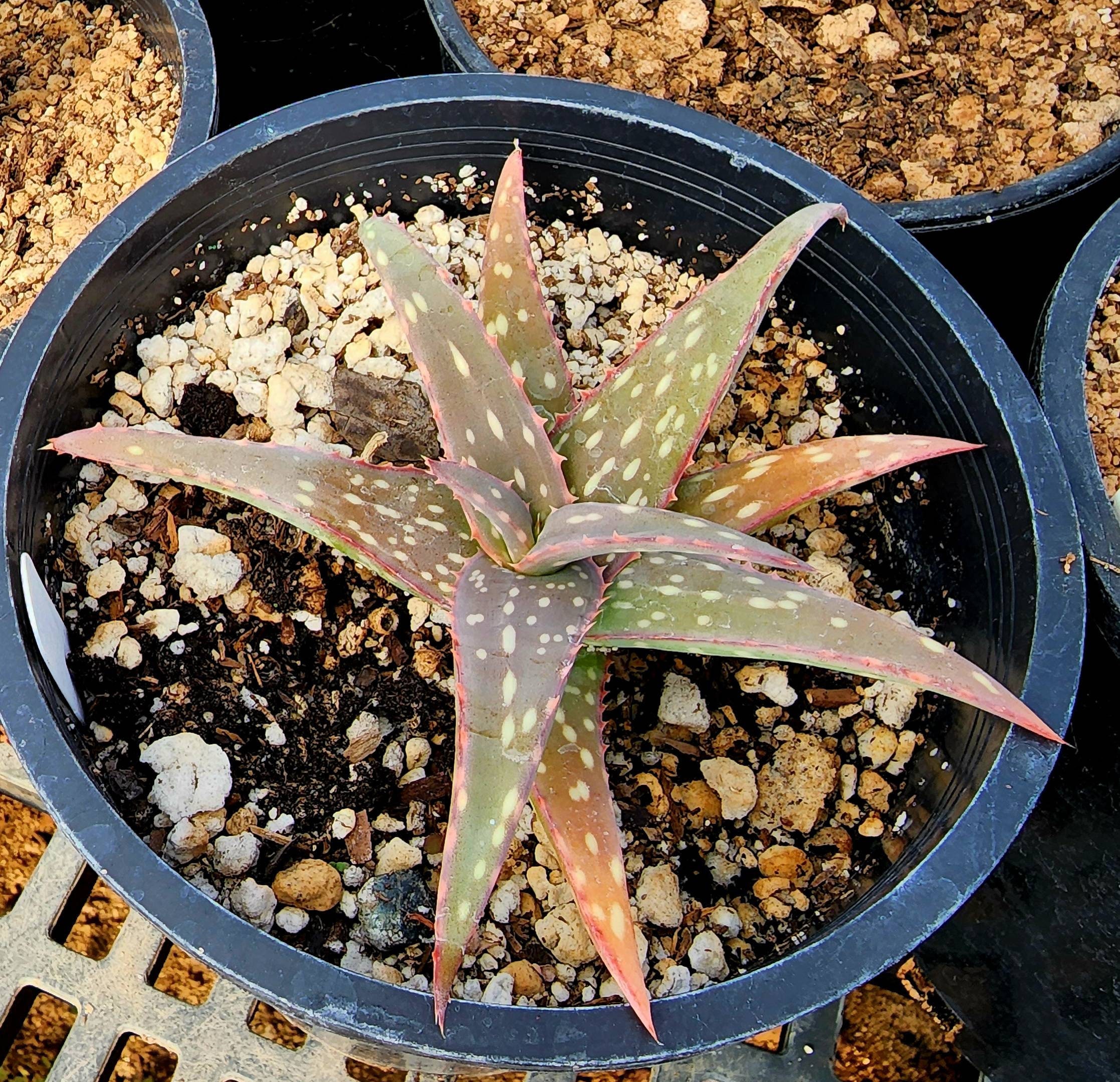 1g Aloe Sinkatana These Are Small Stemless Aloes That Get - Etsy