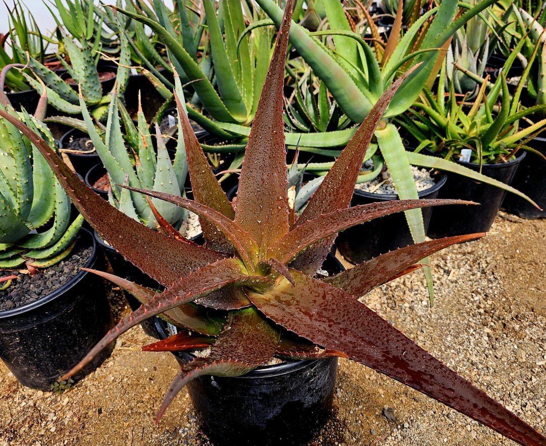 5g Aloe Mint Chocolate. CR Hybrid of Chrysostachys X Fleurentiniorum ...