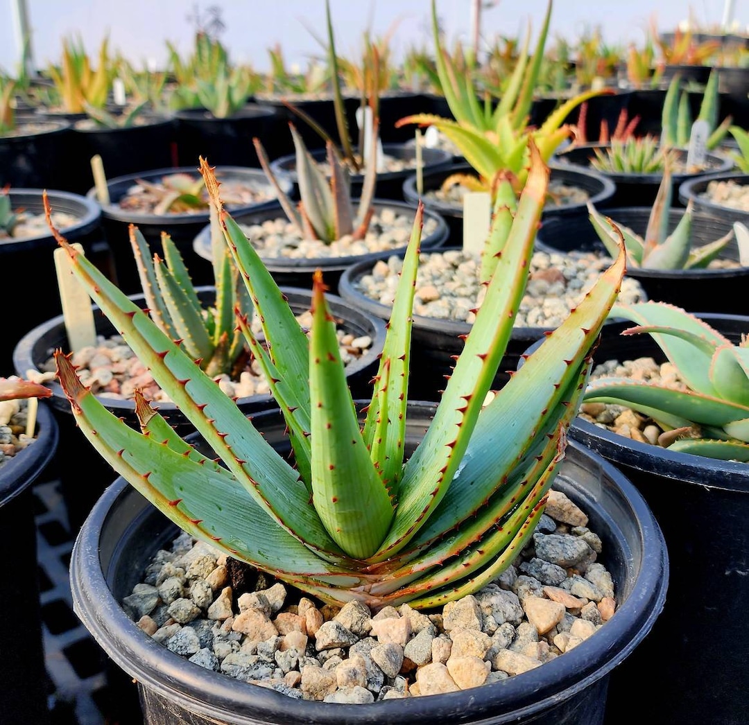 Rare,unique 1g Aloe Comosa X Aloe Glauca, Wild Hybrid. Seeds Were ...
