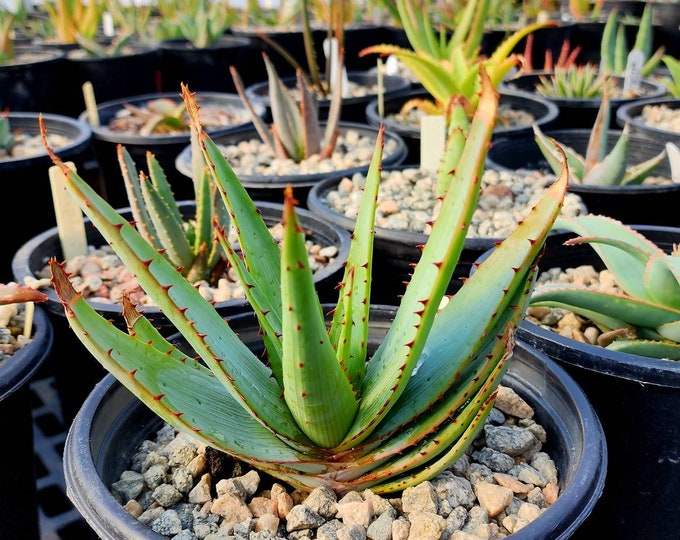 Rare,unique 1g Aloe Comosa X Aloe Glauca, Wild Hybrid. Seeds Were ...
