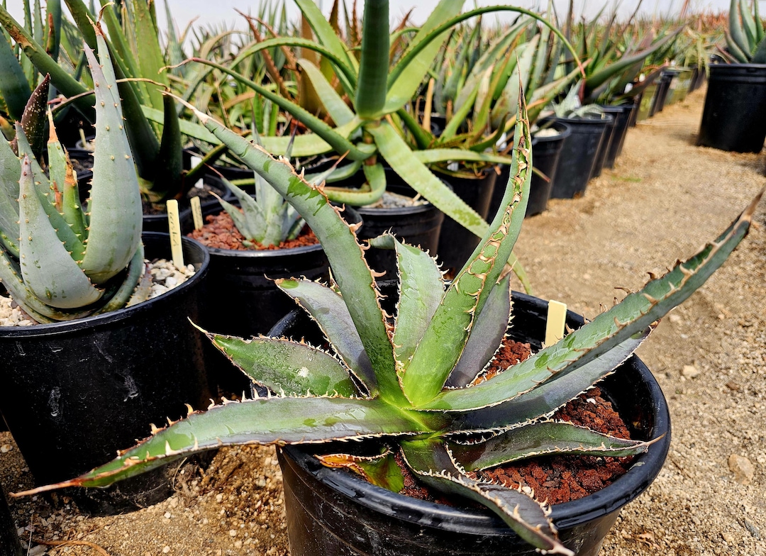 3g Shark Tooth Agave Megalodonta: Rare Collector Succulent - Etsy