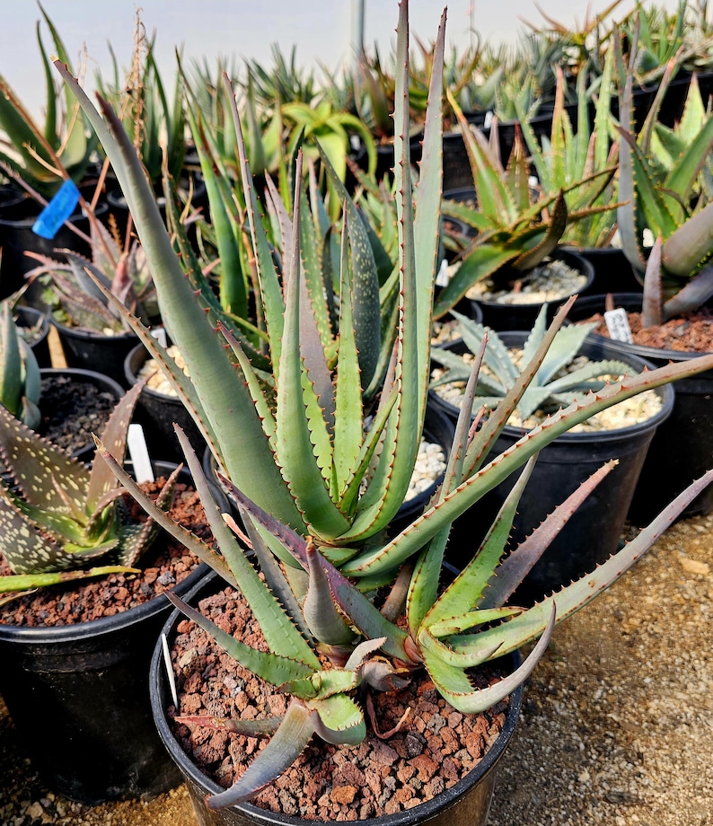 2g Aloe Moonglow Hybrid.beautiful Yellow Glowing Blooms Can Be Expected ...