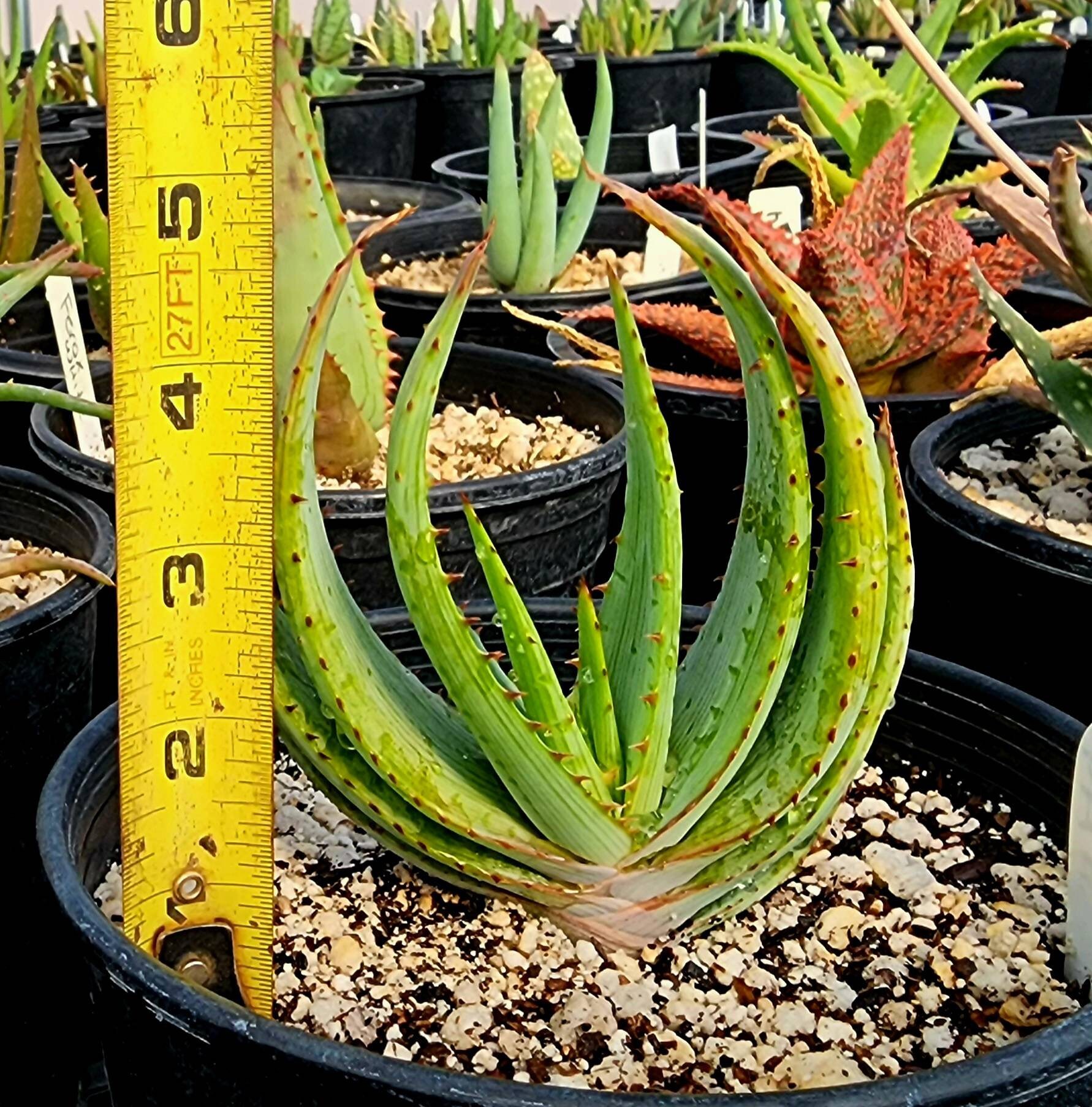 Rareunique 1g Aloe Comosa X Aloe Glauca Wild Hybrid. Seeds - Etsy