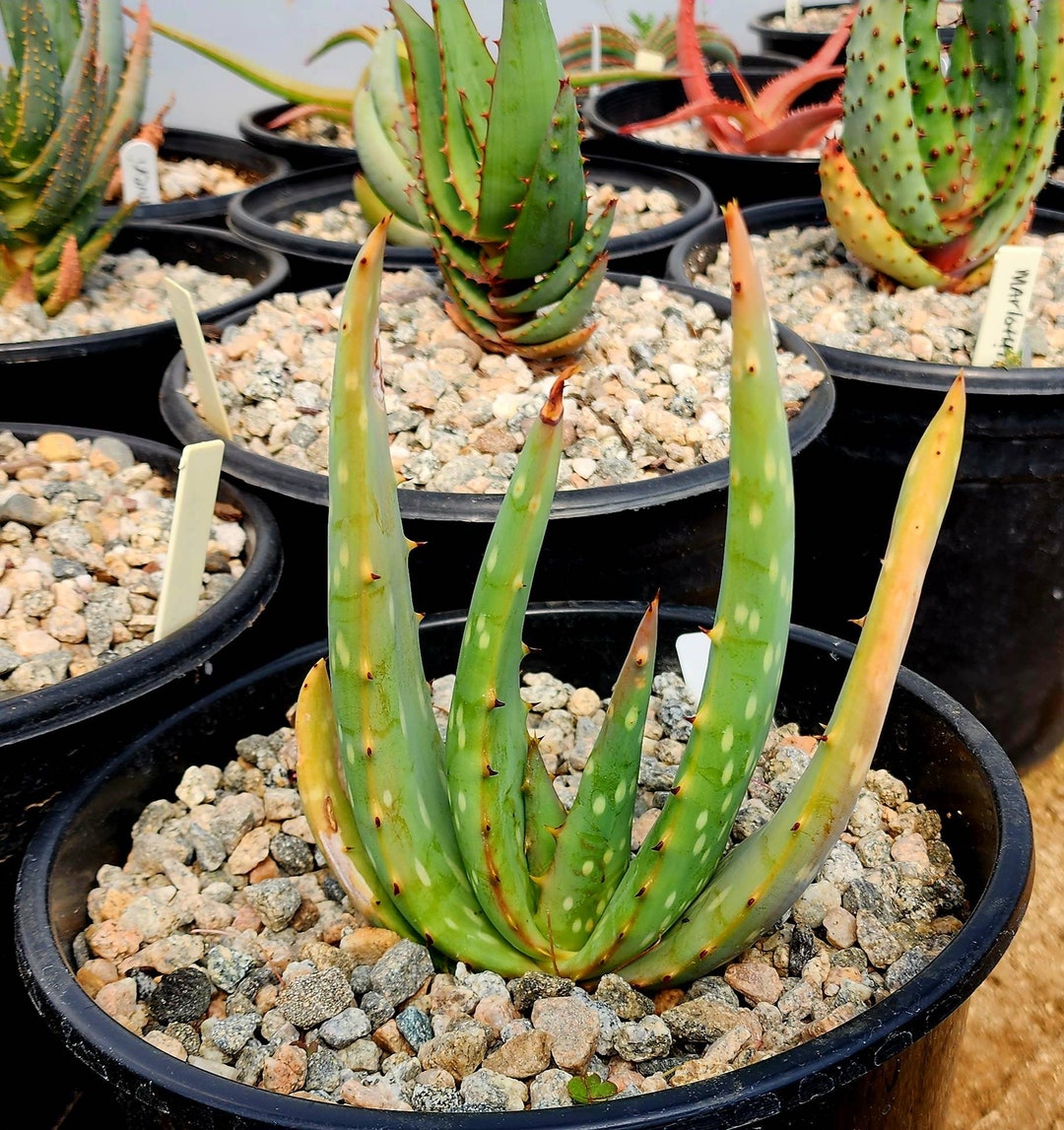 Rare 2g Aloe Littoralis, Seed Grown and Top Shelf. Single Stem Aloes up ...