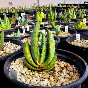 Sm.1g Aloe Excelsa,rarely Seen in Cultivation.seed Grown From South ...
