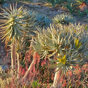 Unique 2g Aloe Wilsonii Red Flowering X Aloe Megalacantha, Yellow ...