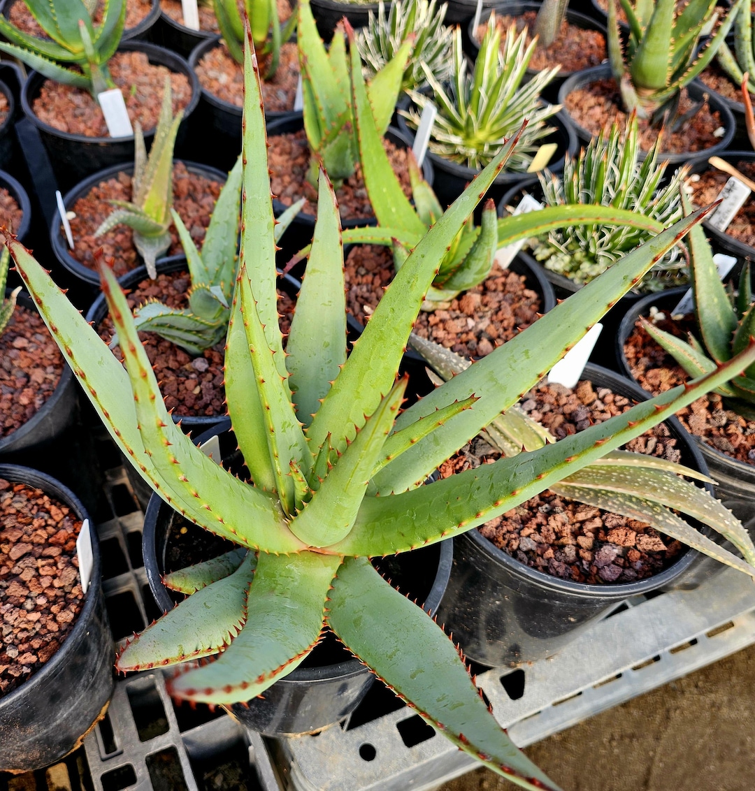 Large 1g Aloe Falcata X Rupestris Hybrid Unique Collector's Plant - Etsy