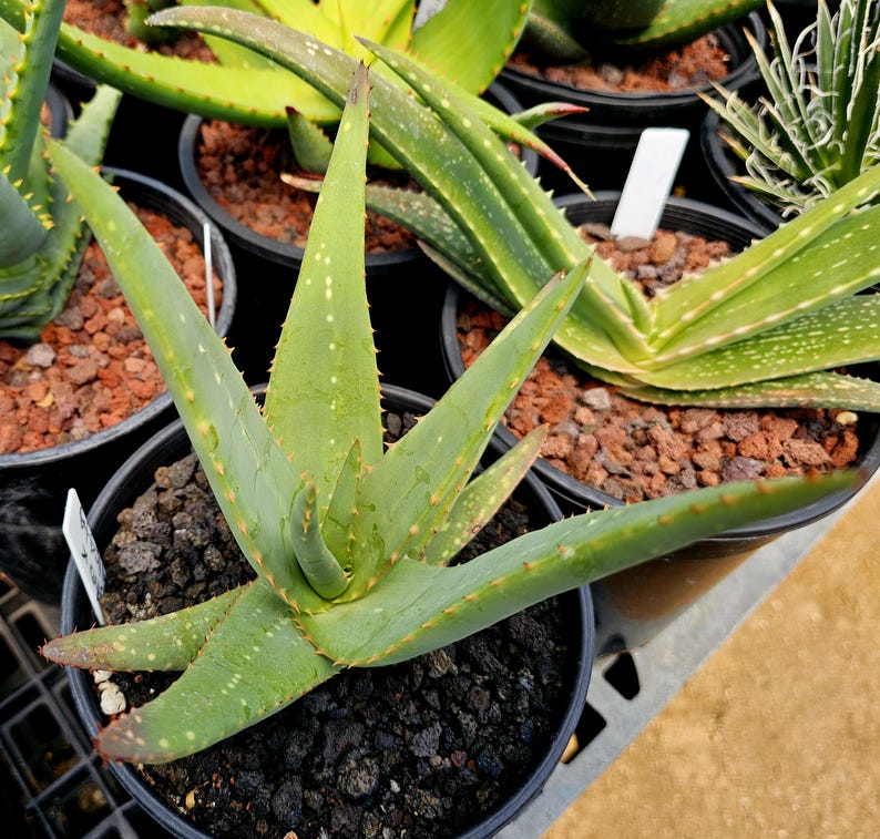 1g Aloe Austroarabica X Aloe Falcata. Heat Tolerant, Unique Foliage - Etsy