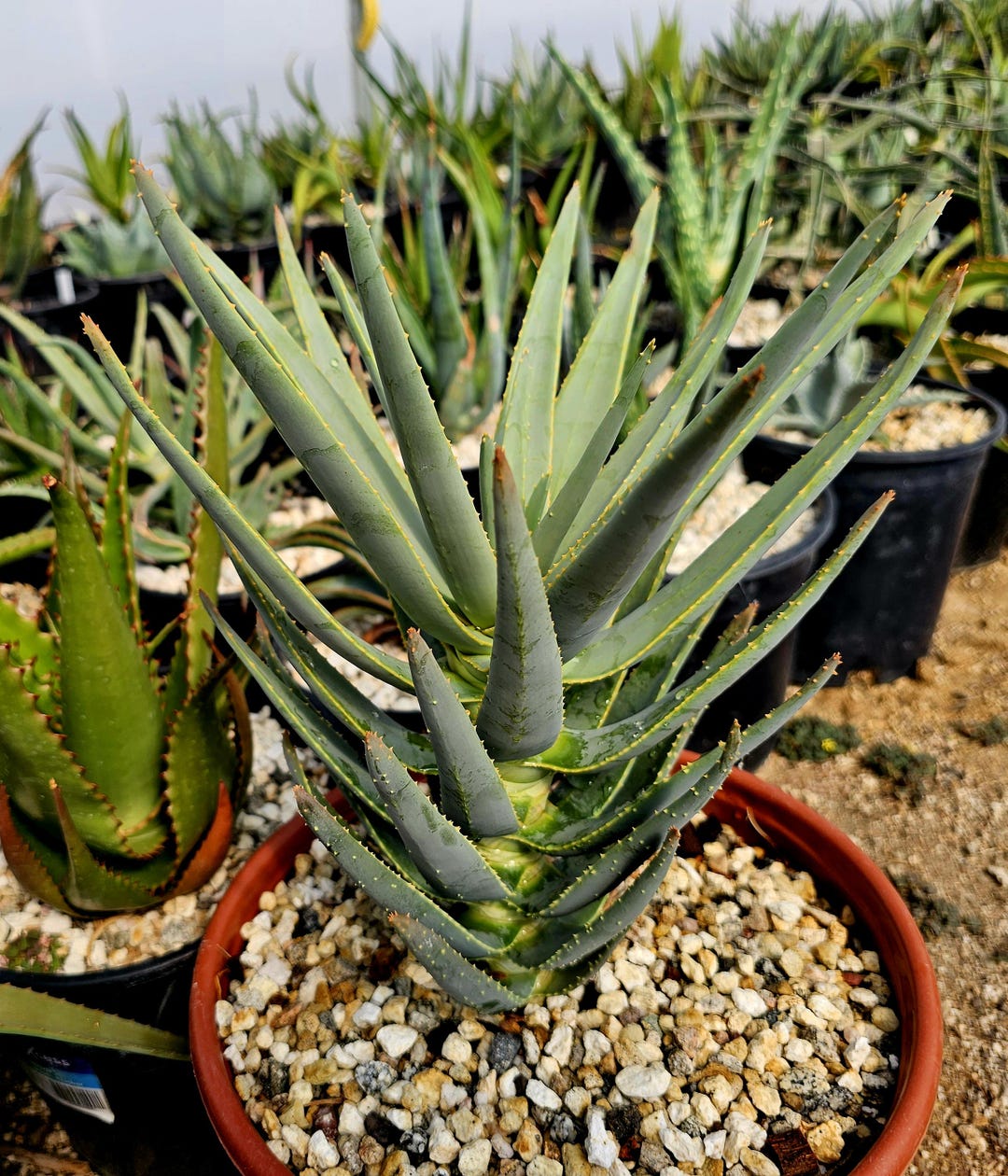 3g Seed Grown Aloe Dichotoma. These Are Spectacular Tree Aloes That Can ...