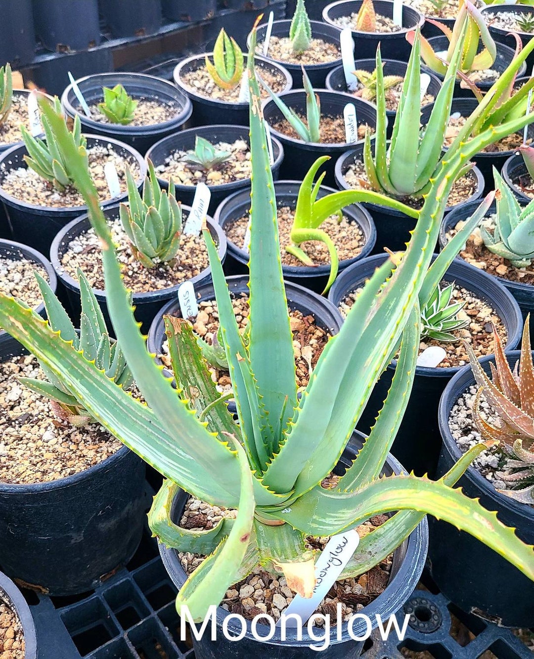 2g Aloe Moonglow Hybrid.beautiful Yellow Glowing Blooms Can Be Expected ...