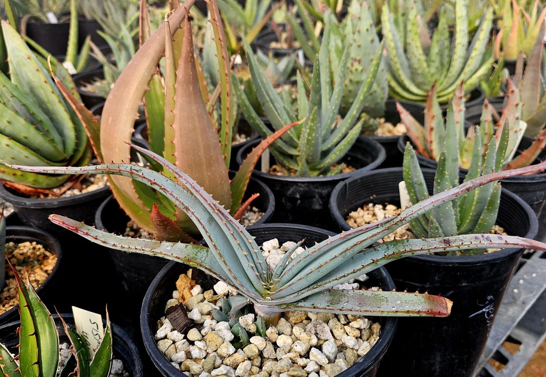 1g Aloe Suprafoliata,incredible Colors,they Make Unique Container Aloes ...
