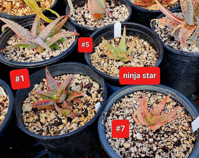 Limited Release, a Circadian Rhythm Hybrid Aloe 'ninja Star' 3pack. You Get Ninja Star #1 #7 and ...
