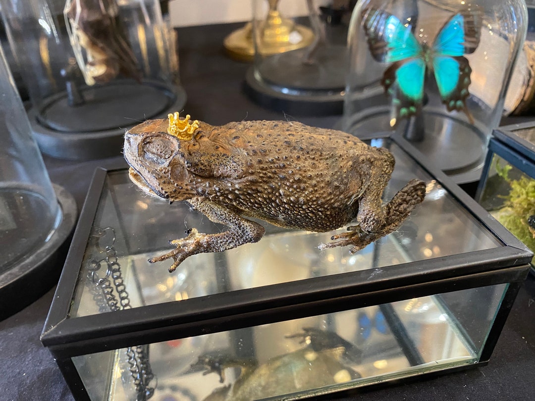 Real prince Charming Toad in Glass Box - Etsy