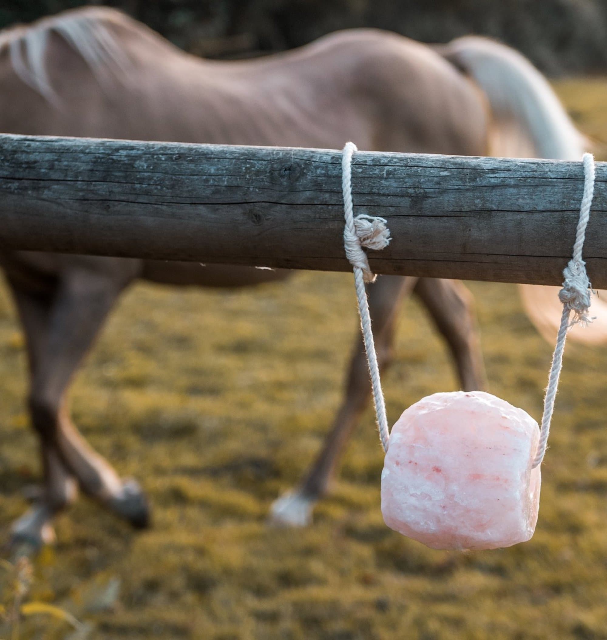 Himalayan Salt Lick for Horses/cattle With Hanging Rope - Etsy