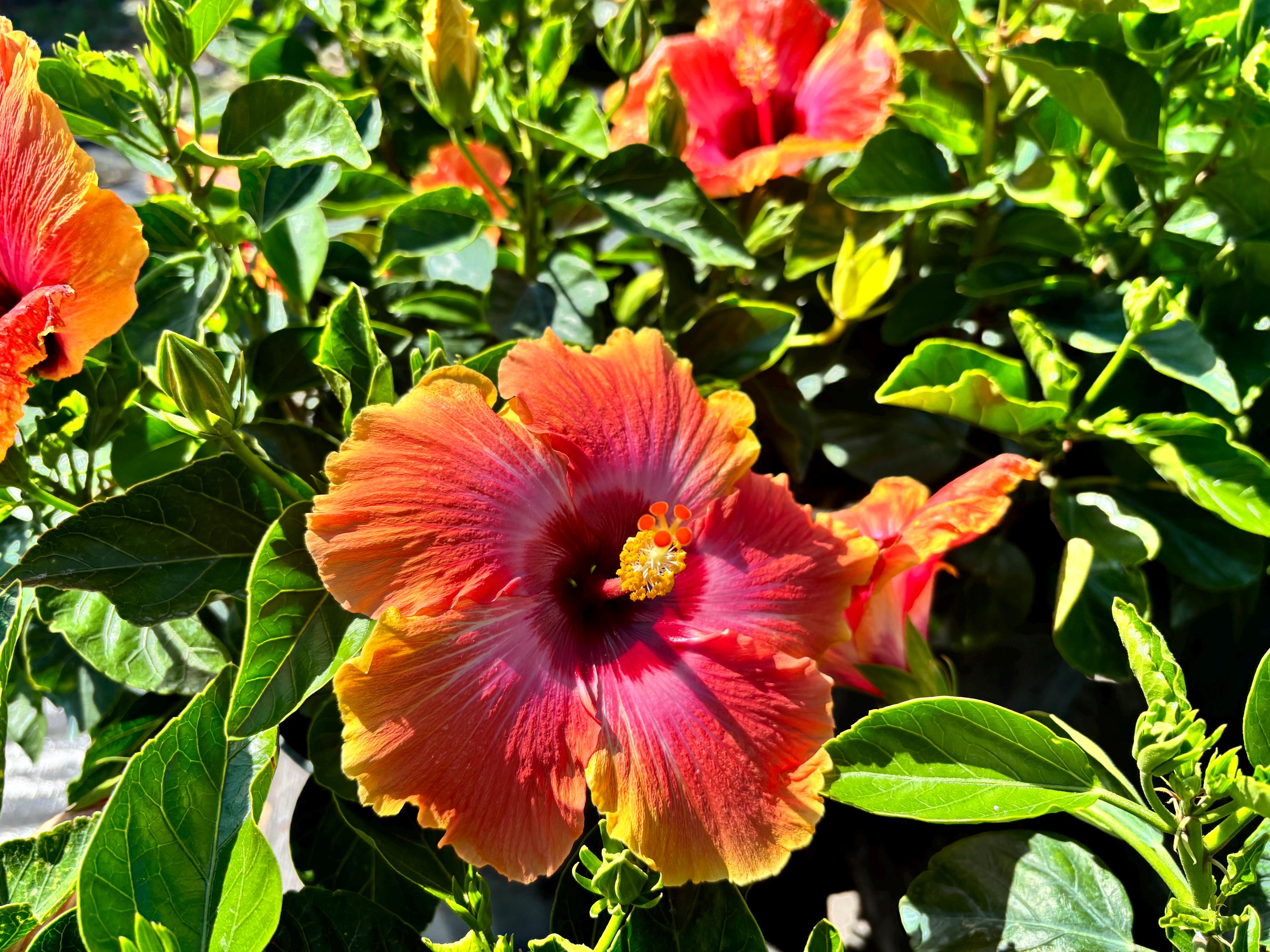 Hibiscus Fiesta - Etsy