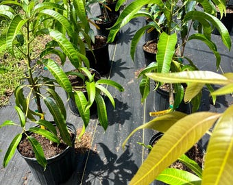 Madame Francis Hatian Mango Tree, Grafted 12 Tall in 6 Pot - Etsy