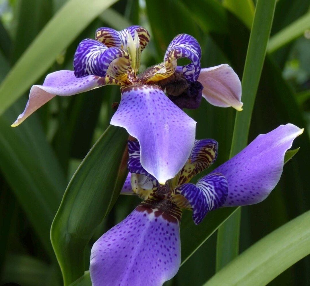 Iris Giant Apostle - Etsy