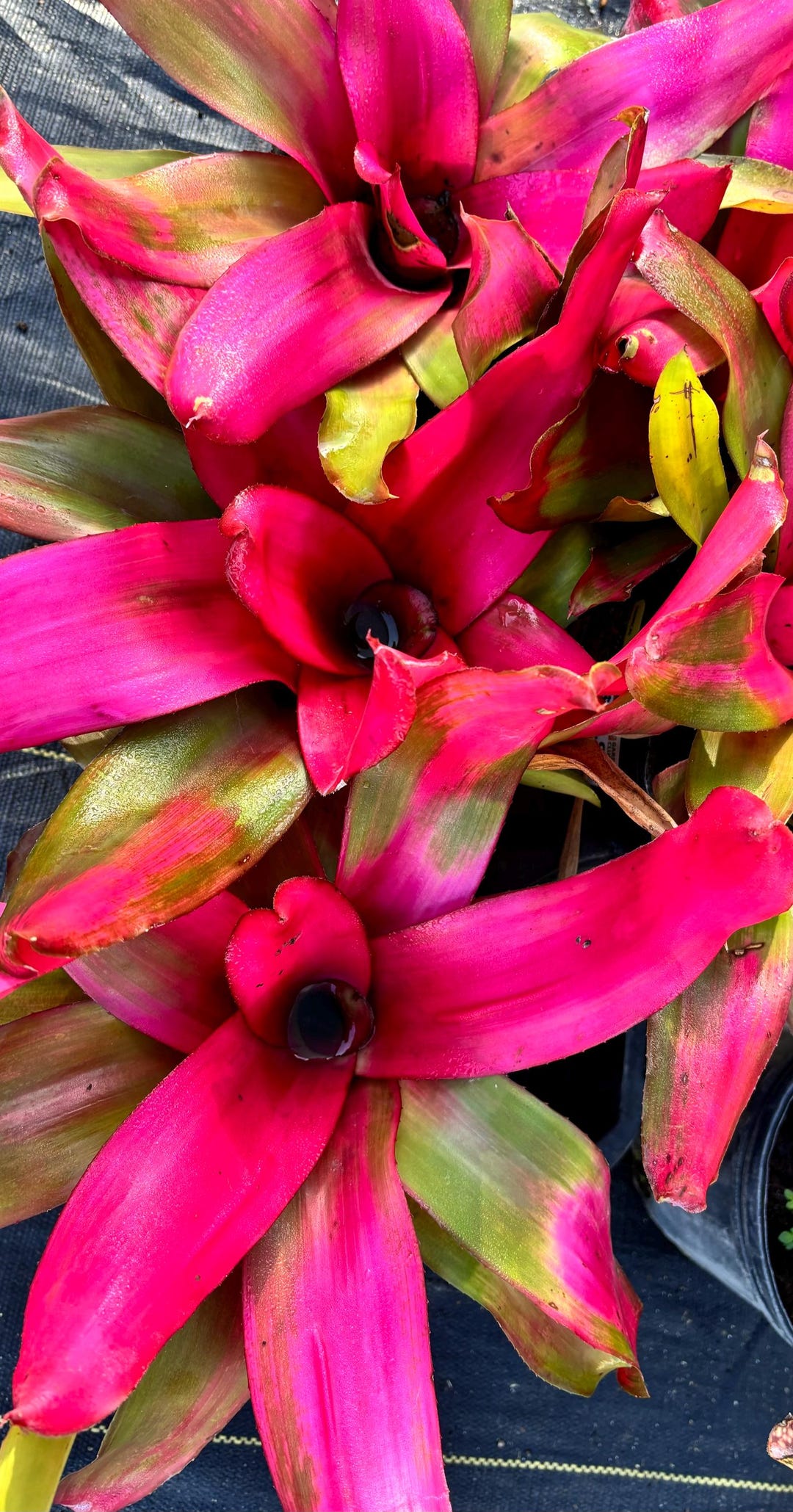 Pink Bromeliads - Etsy