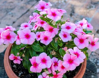 Vinca Minor | Trio of Periwinkle | 3 - 4" Potted Plants - 1 Alba, 1 ...