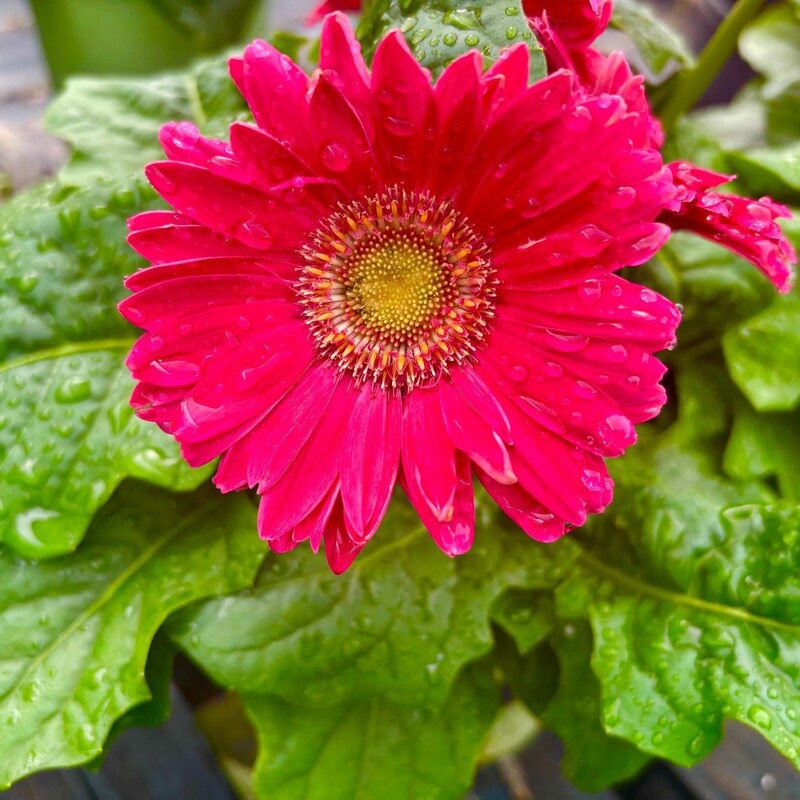 Gerber Daisy - Etsy
