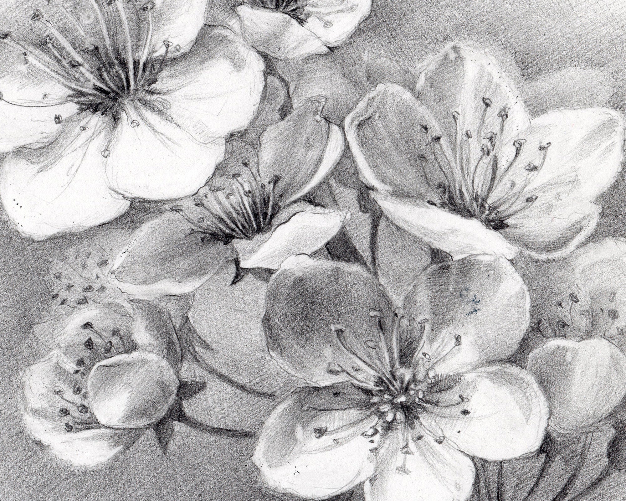 Realistic Drawings Of Flowers