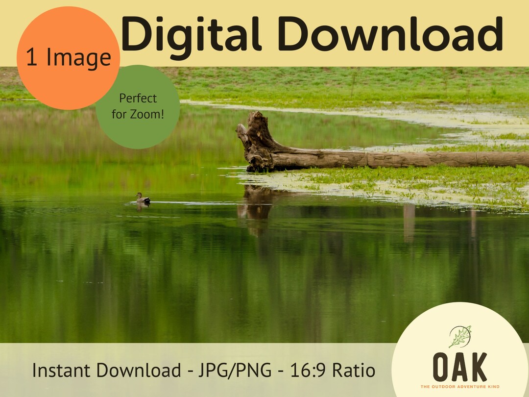 Duck on Green Pond Zoom Background Single Image Digital Download 7 - Etsy