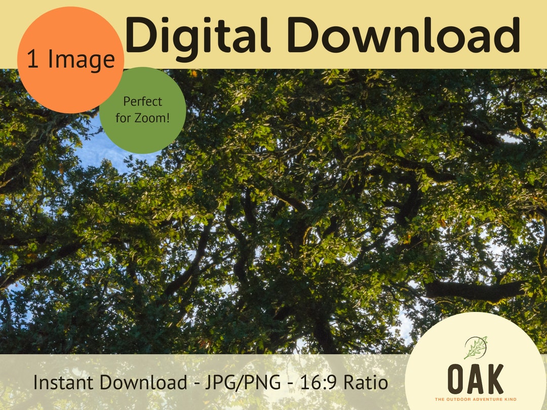 Tree Branches Zoom Background Single Image Digital Download 1 - Etsy