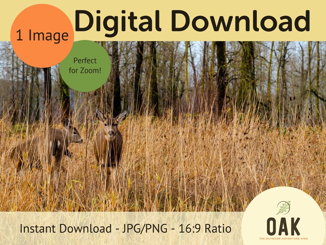 Deer and Fawn in Field Zoom Background Single Image Digital Download 29 ...