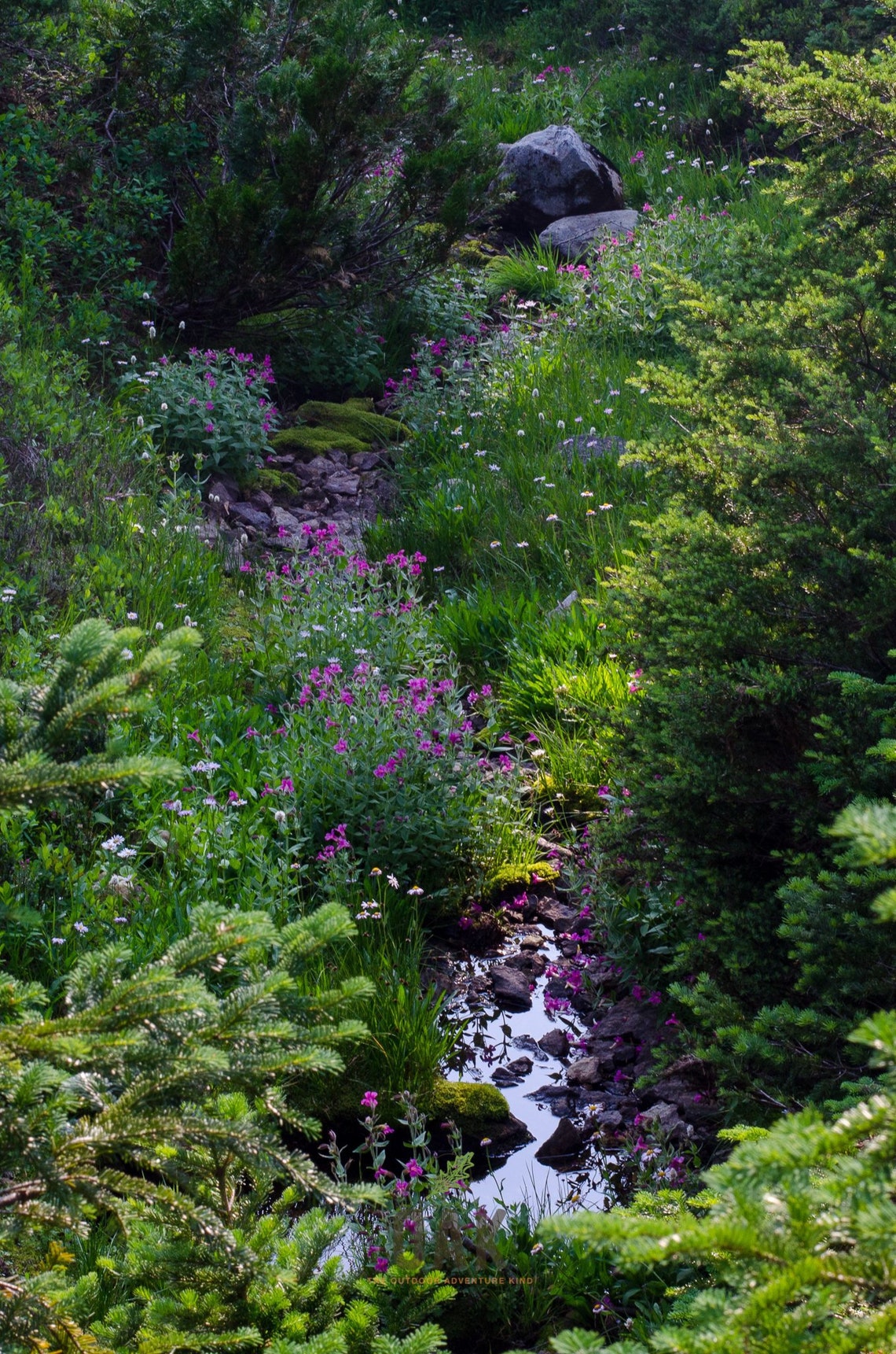 Alpine Stream & Wildflowers - 2018 - Photography Print - Etsy