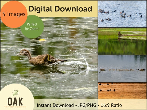 Birds Set 3 Zoom Backgrounds Set of 5 Images Digital - Etsy