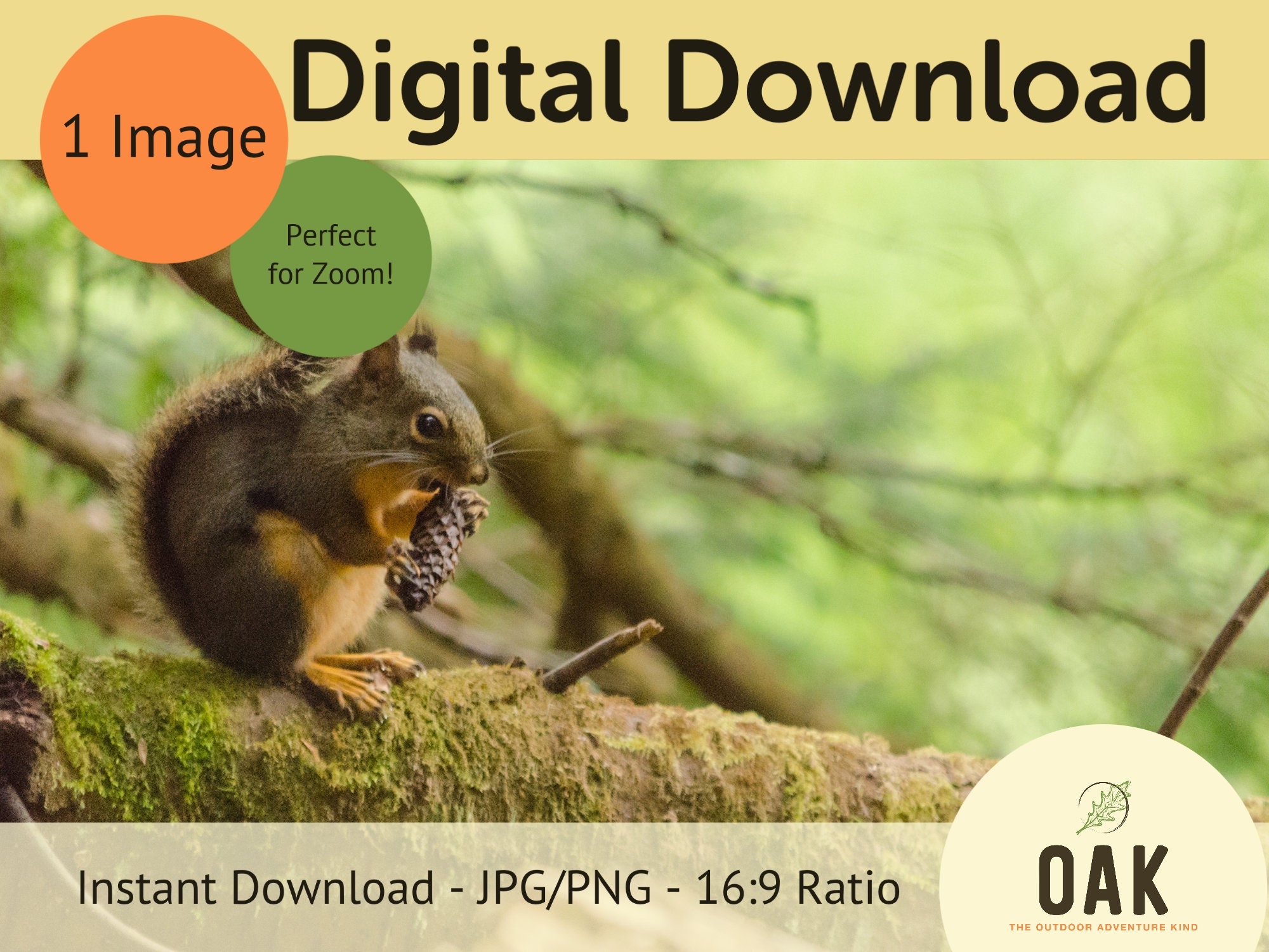 Douglas Squirrel Zoom Background Single Image Digital Download 10 - Etsy