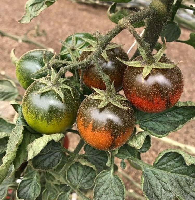 Pomodoro Camone Sardo Semi 2020 Origine Italia Semi no - Etsy Italia