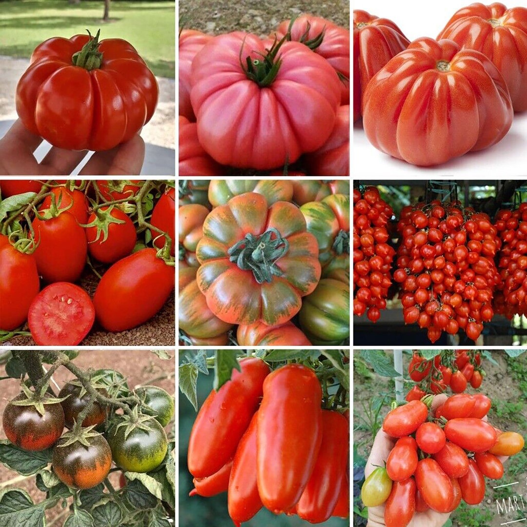100 graines Tomate de 9 meilleures variétés Très productif Pas OGM ...