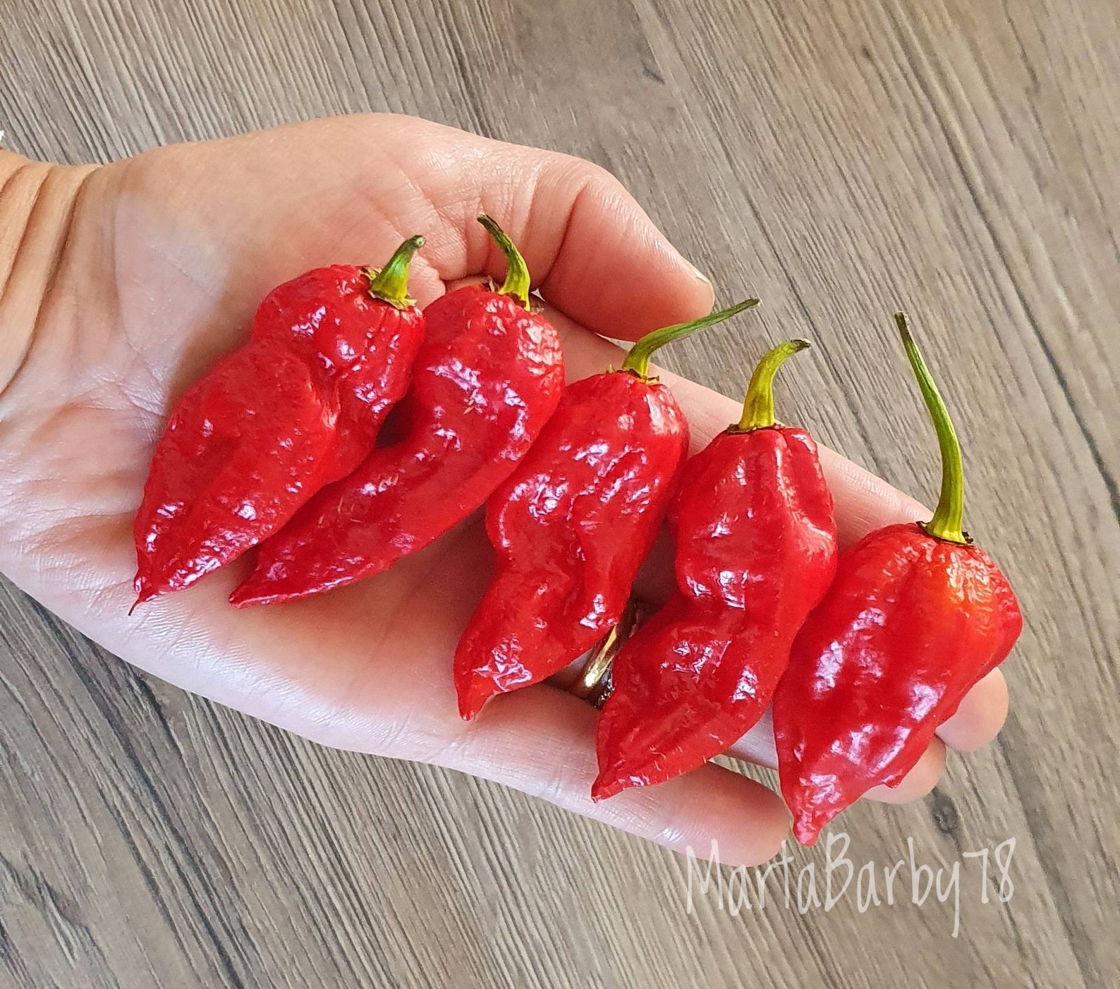 Naga Morich Red Chili Pepper Very Spicy Seeds No GMO - Etsy Sweden