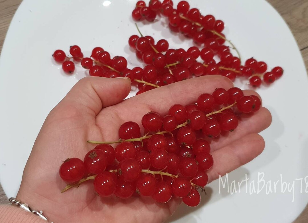 Groseilles rouge groseille rubrum Graines pas dOGM Potager - Etsy France