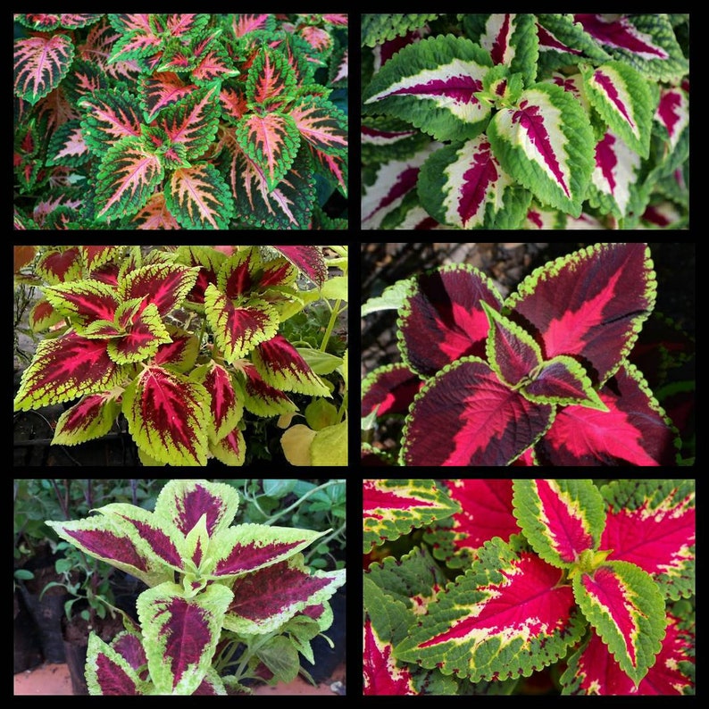 6 Coleus Rainbow Mix Semi-beautiful | Etsy