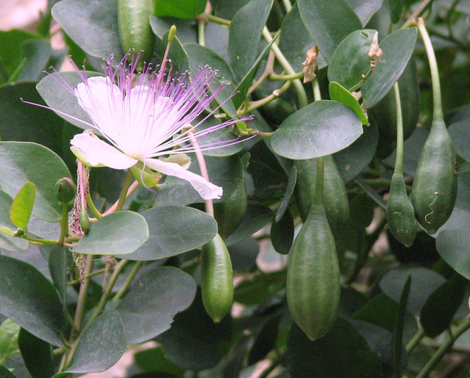 Cappero Capparis Spinosa Semi Bio commestibile fiore rosa - Etsy Italia