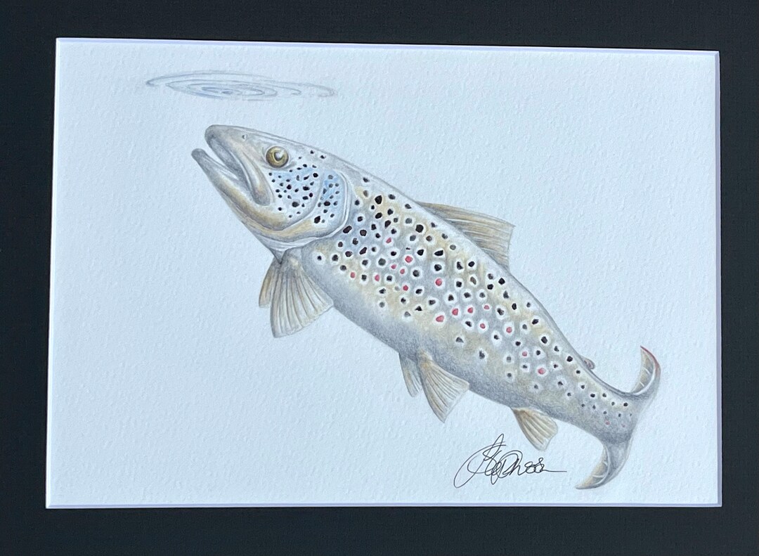 Brown Trout Watercolour & Pencil Fly Fishing Art - Etsy